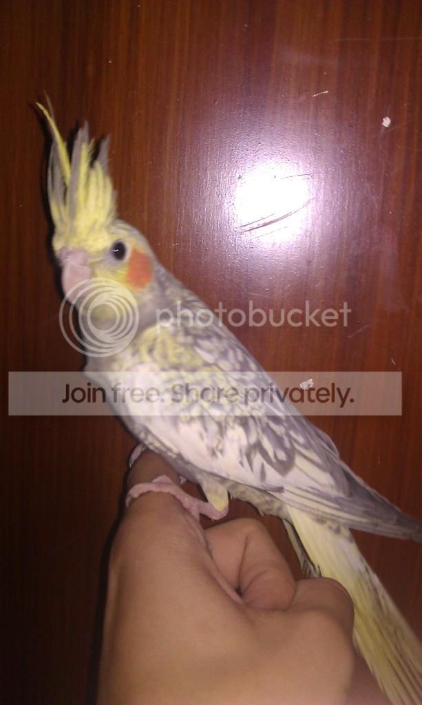 Γενικά - Τι φυλο ειναι αυτο το μικρο κοκατιλ; | PetBirds Community