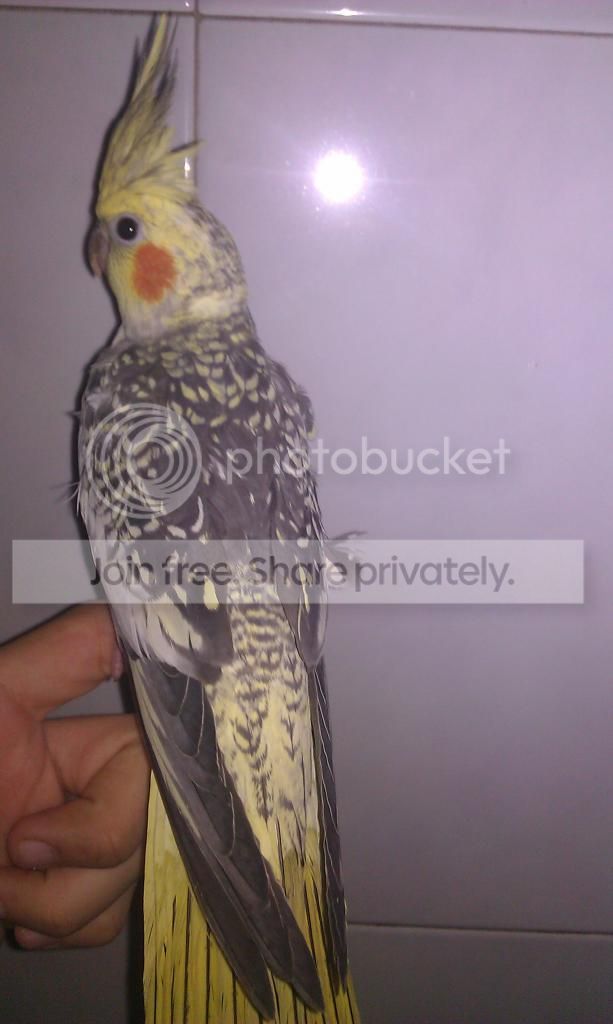 Γενικά - Τι φυλο ειναι αυτο το μικρο κοκατιλ; | PetBirds Community