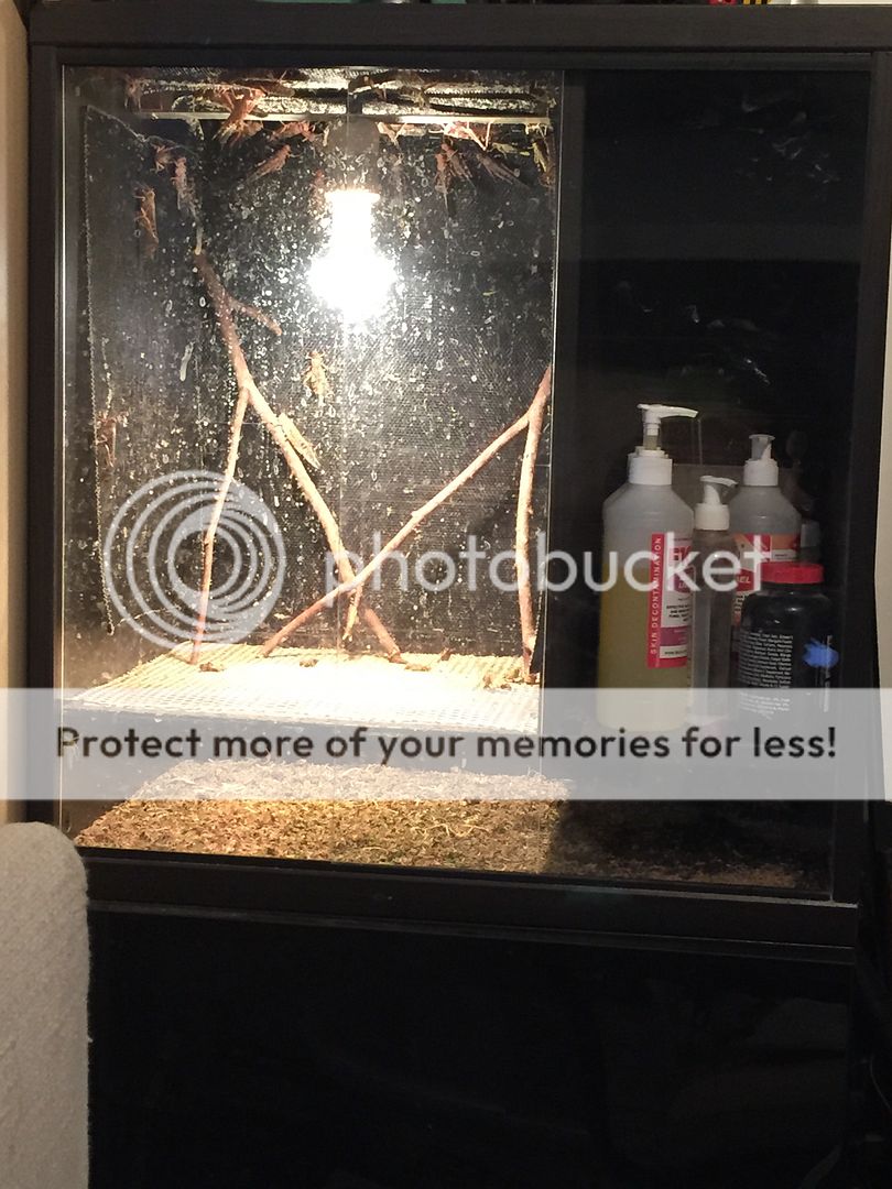 Locust - how do you keep yours, is my setup now over the top! | Reptile ...