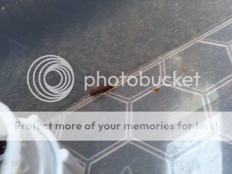 Bugs In Locust tank & Half Eaten Locust!!! | Reptile Forums