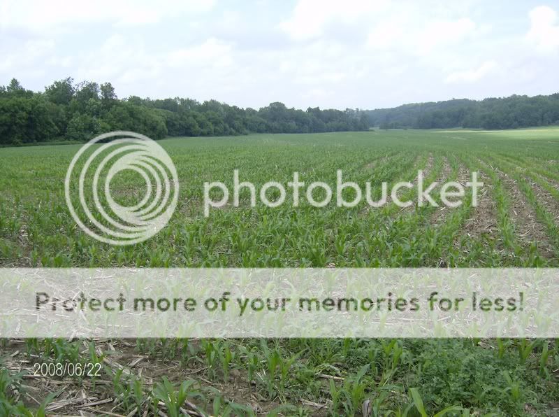 Little crop tour : lots of pics | Homesteading Forum