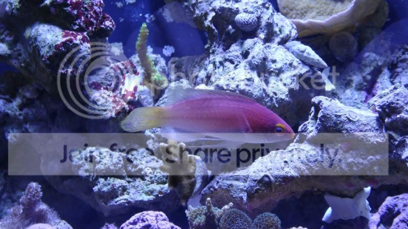 45G Oceanic Tech Tank Build With AI LED/Profilux - Reef Central Online ...