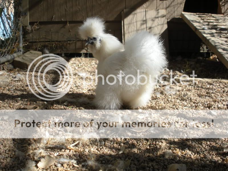 How to Give Your Chicken Exercise | BackYard Chickens - Learn How to ...