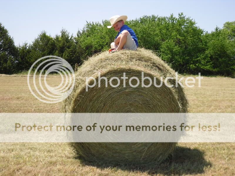 Beef Cattle prices - 24hourcampfire